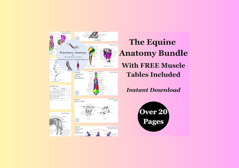 Equine Anatomy Bundle - Instant Download - Musculature, Skeleton, Bony ...