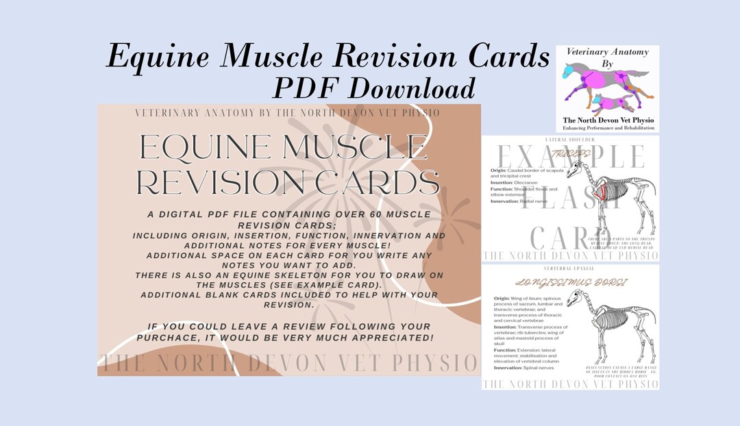 Equine Muscle Revision Cards PDF E-book Digital Download - Etsy