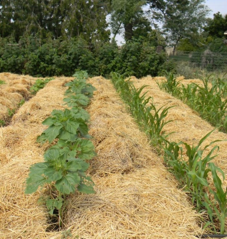 100% Natural Quality Garden Straw Mulch for Vegetables Plants Fruits ...