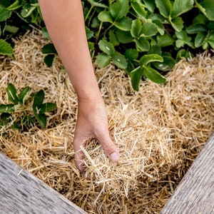 100% Natural Quality Garden Straw Mulch for Vegetables Plants Fruits ...