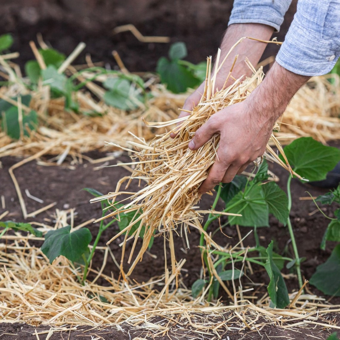 100% Natural Quality Garden Straw Mulch for Vegetables Plants Fruits ...