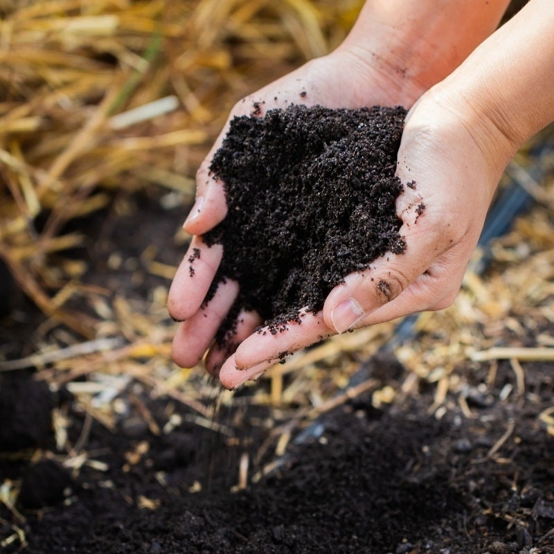 Organic Worm Castings – Nutrient-rich Soil Supplement for Houseplants ...