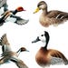 Watercolor Duck Clipart PNG – Realistic Duck Illustration Digital ...