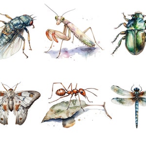 Watercolor Bugs Clipart - Watercolor Insects Spider Butterfly Clipart ...