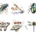 Watercolor Bugs Clipart Watercolor Insects Spider Butterfly Clipart ...