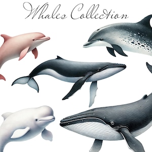 Watercolor Whale Clipart Bundle: Ocean Marine PNG (digital Download) - Etsy