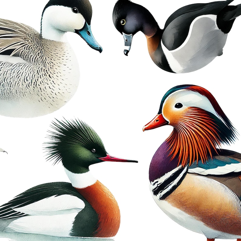 Watercolor Duck Clipart PNG – Realistic Duck Illustration Digital ...