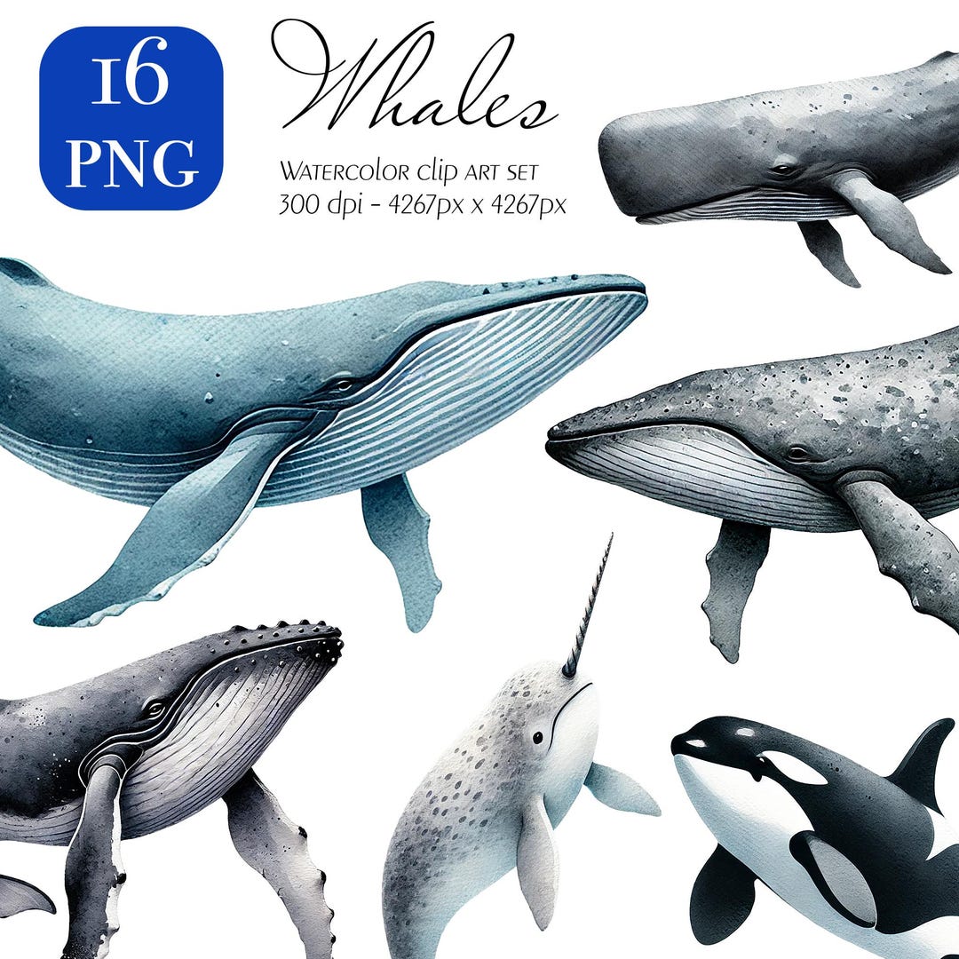 Watercolor Whale Clipart Bundle: Ocean Marine PNG (digital Download) - Etsy