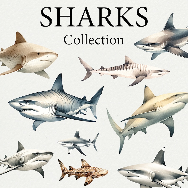 31 Watercolor Shark Clipart Pngs Ocean Theme, Great White, Whale, Tiger ...