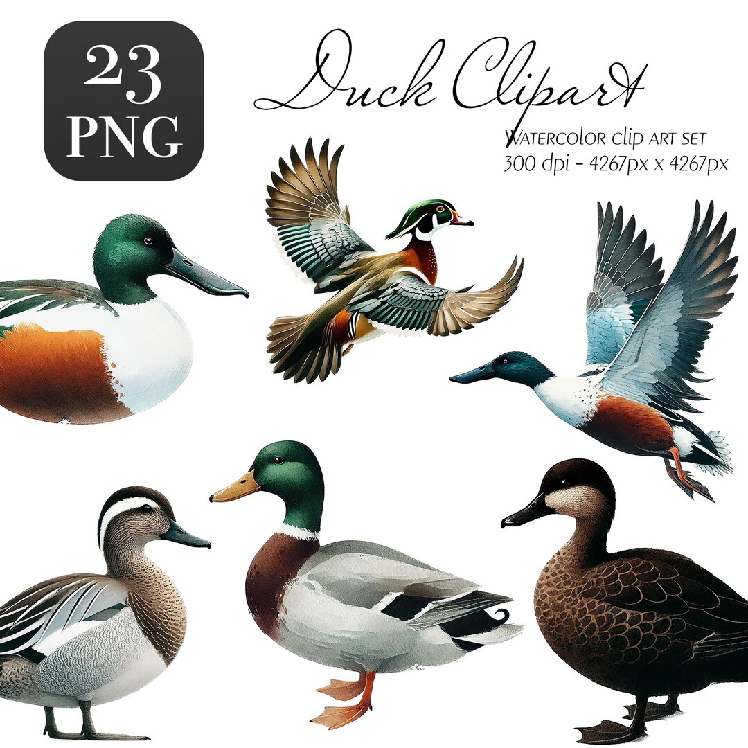 Watercolor Duck Clipart PNG – Realistic Duck Illustration Digital ...