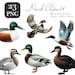 Watercolor Duck Clipart PNG – Realistic Duck Illustration Digital ...