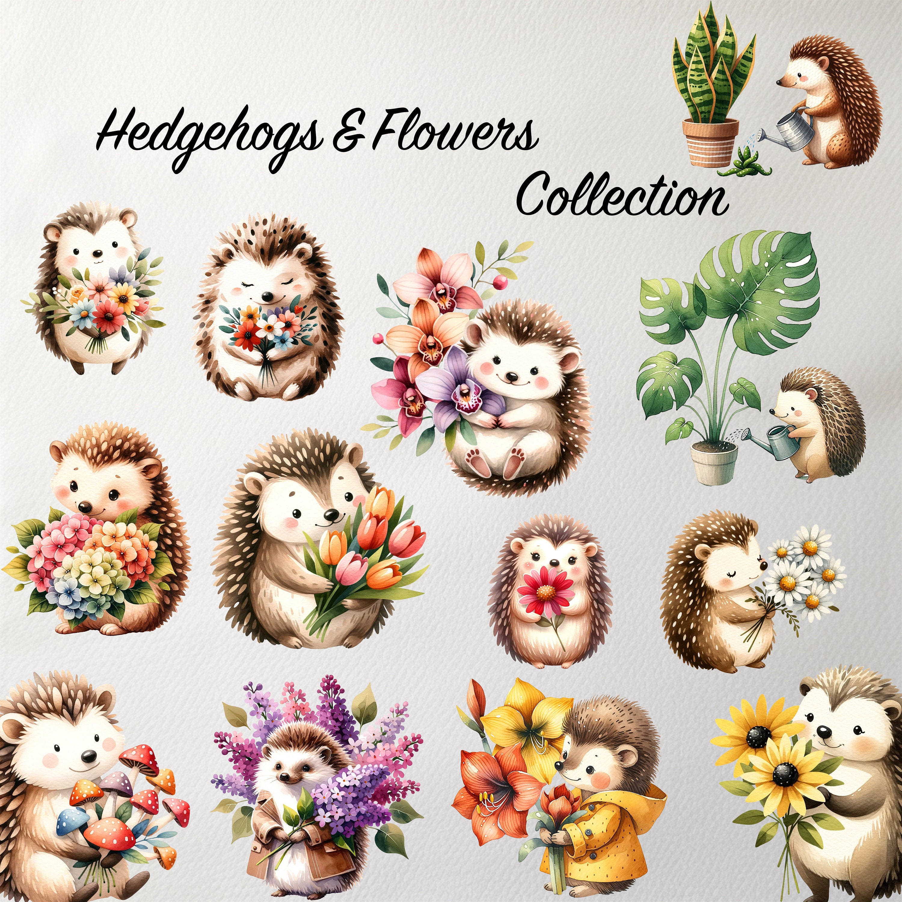 Cute Hedgehog Clipart Bundle: 25 High-res Pngs, Animals Watercolor ...