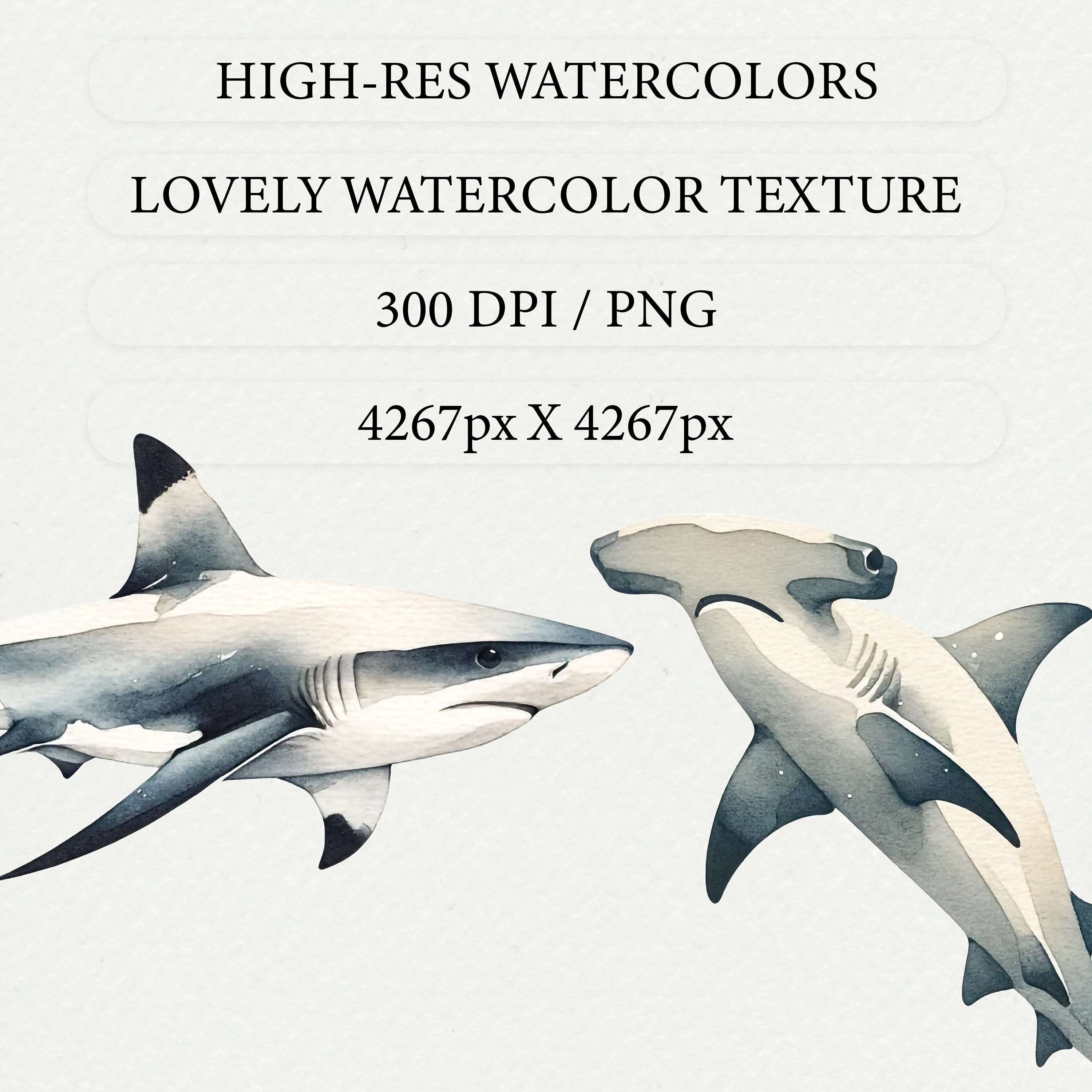 31 Watercolor Shark Clipart Pngs Ocean Theme, Great White, Whale, Tiger ...