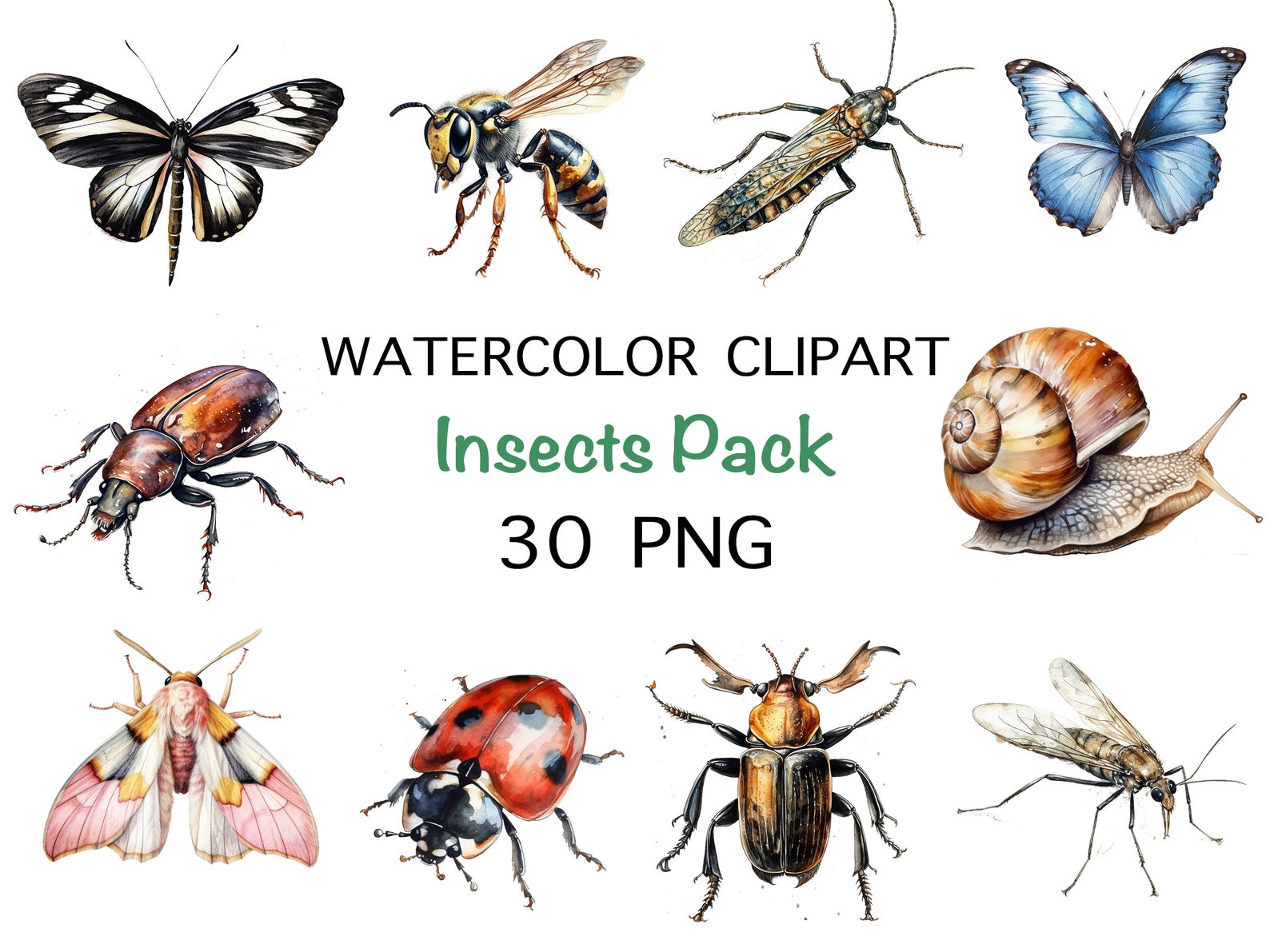 Watercolor Bugs Clipart Watercolor Insects Spider Butterfly - Etsy