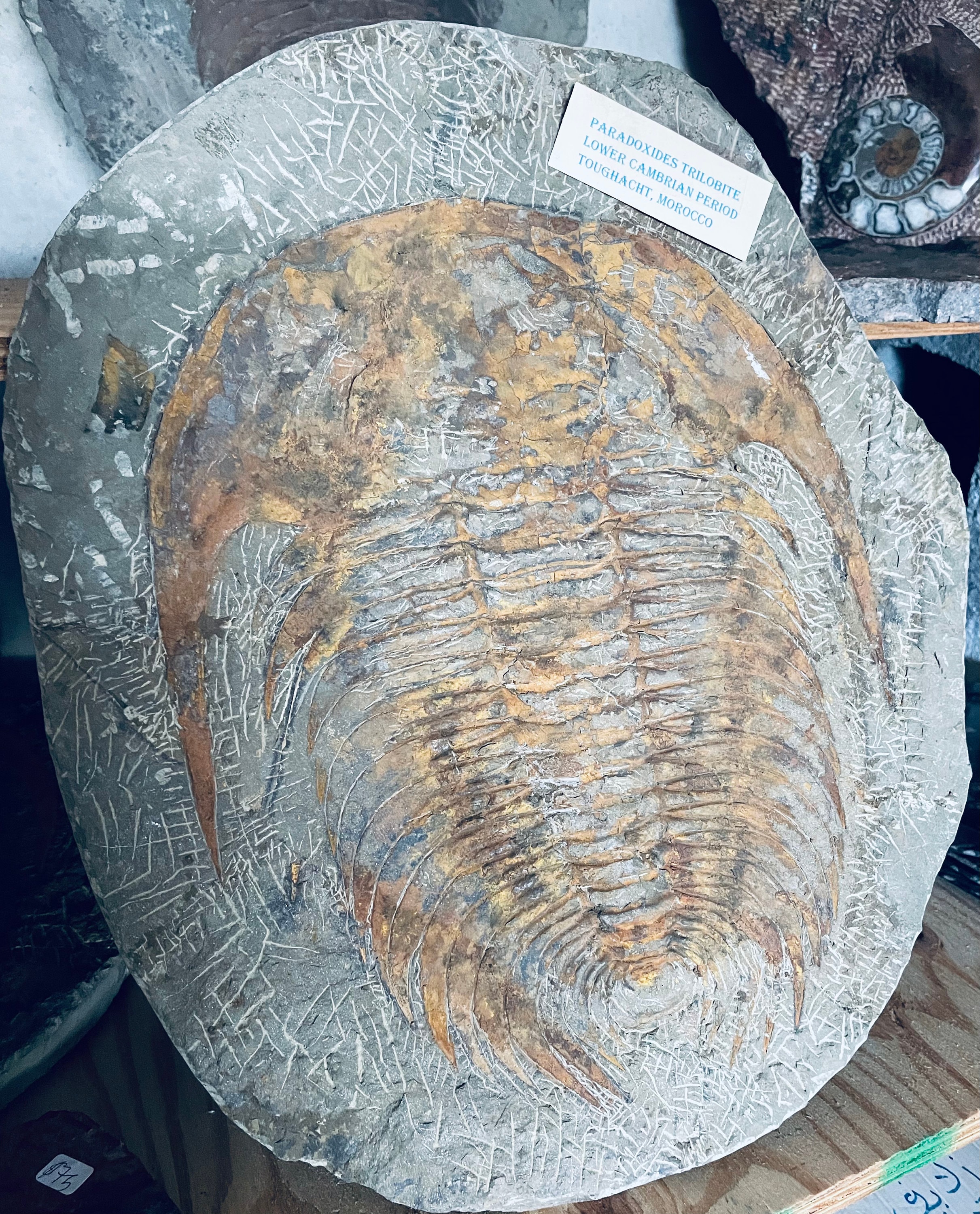 Paradoxides Trilobite - Etsy