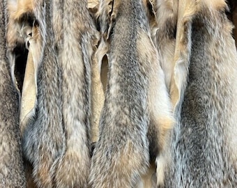 Huge Skin With Fur of European Badger Female./ Tejon. Meles Meles./ Roadkilled.100x56 Cm - Etsy