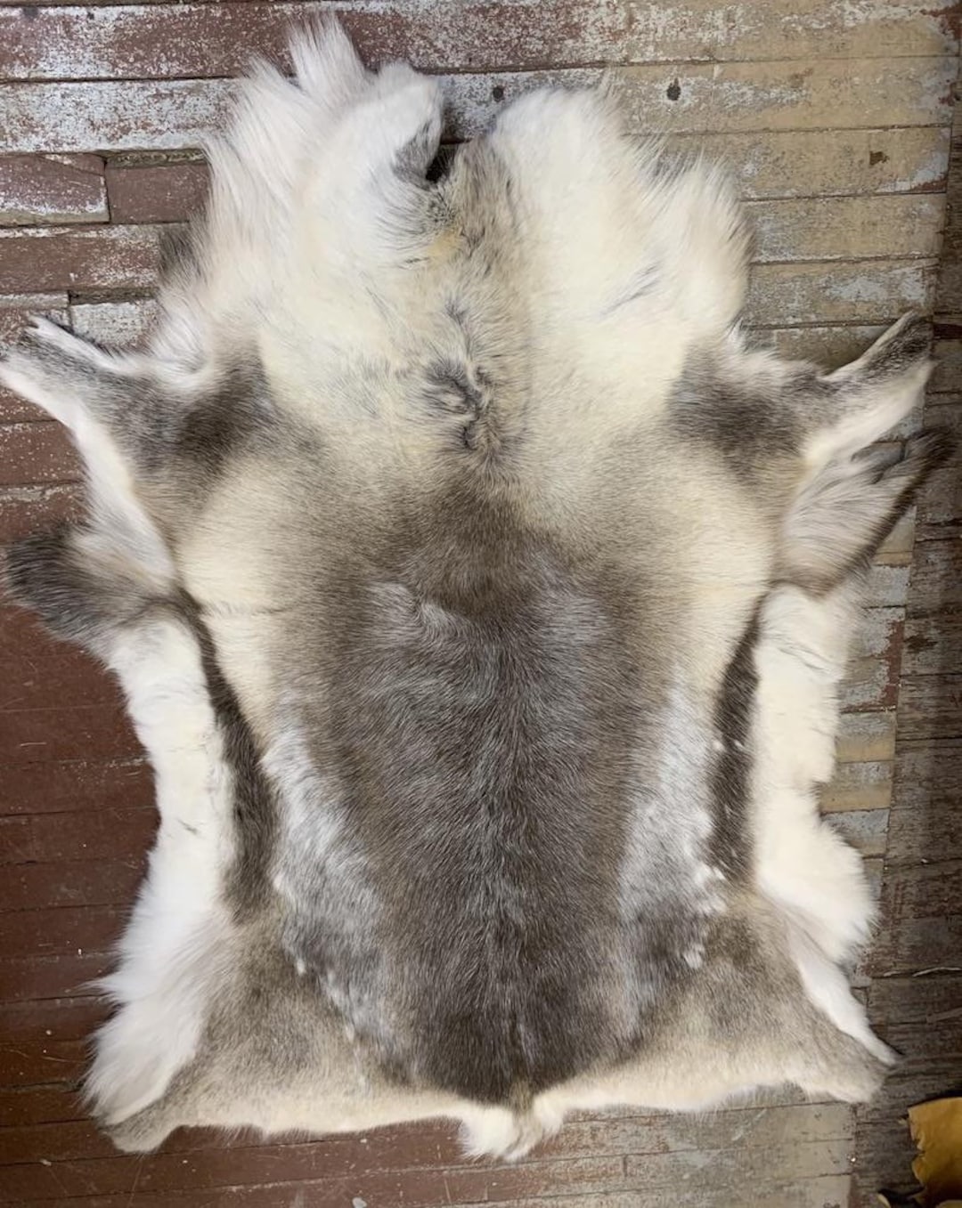 Reindeer/caribou Fur Rugs - Etsy