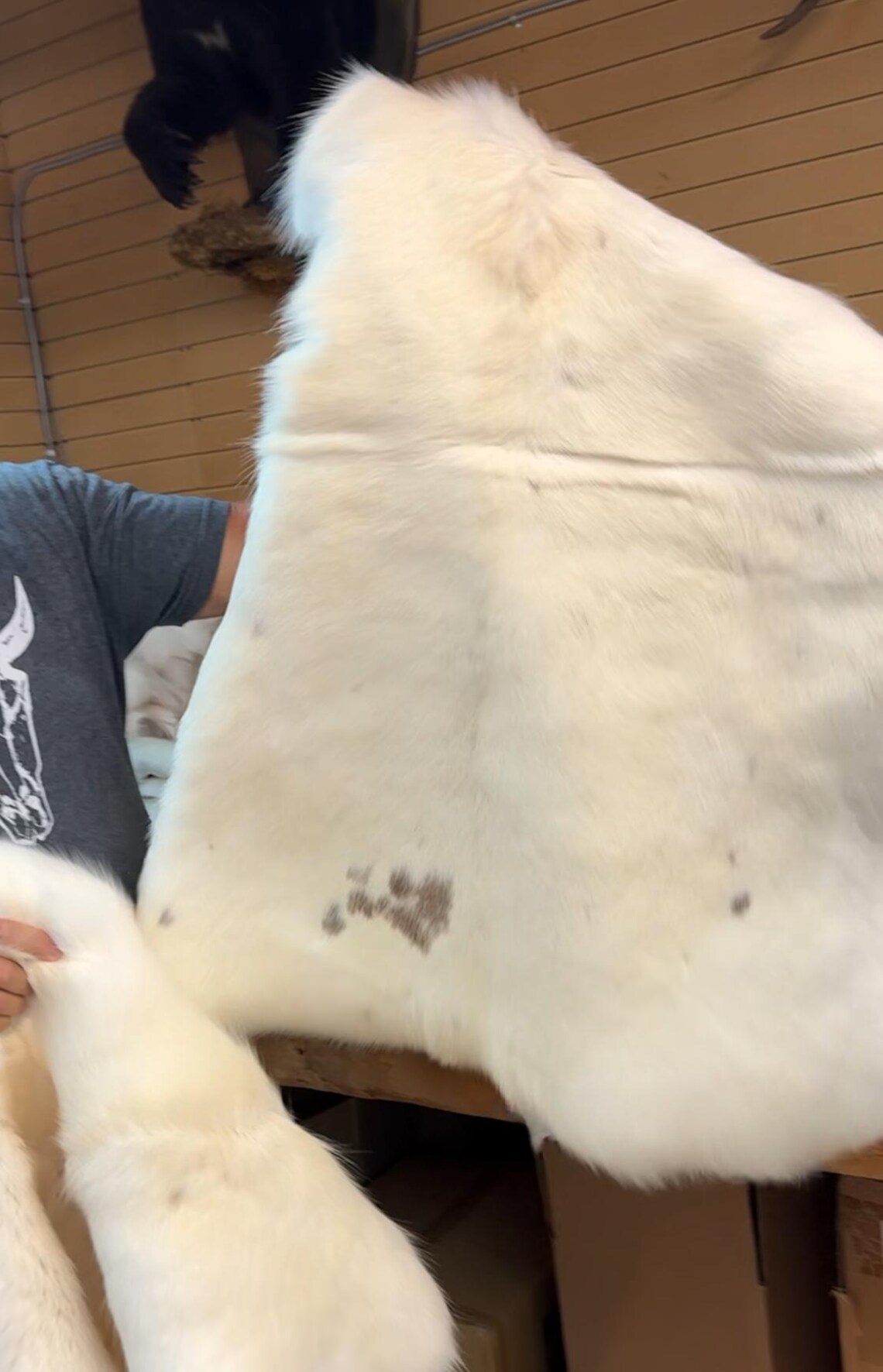 White Reindeer Fur Hides - Etsy