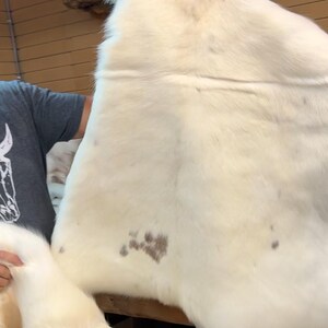 White Reindeer Fur Hides - Etsy
