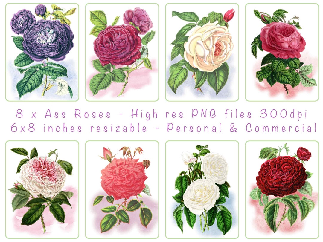 Victorian Roses Clipart: 8 High-resolution 300 DPI Files for - Etsy