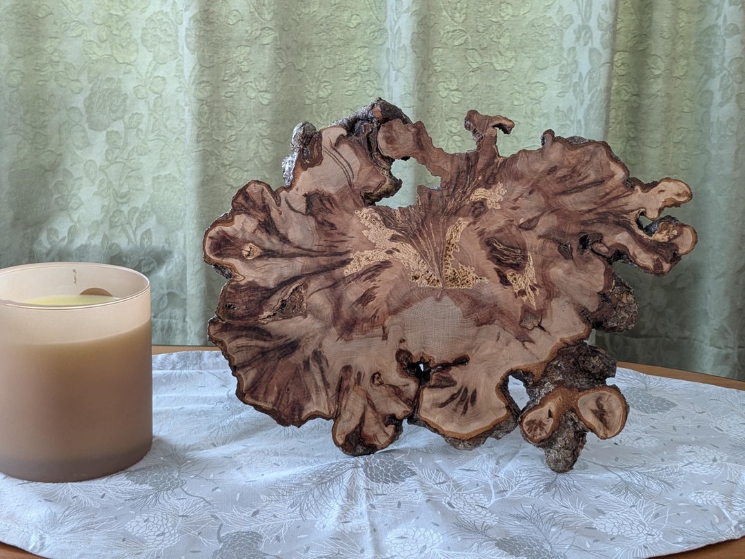 Beech Burl Display Piece: High Gloss Lacquer, Live Bark Edge - Etsy