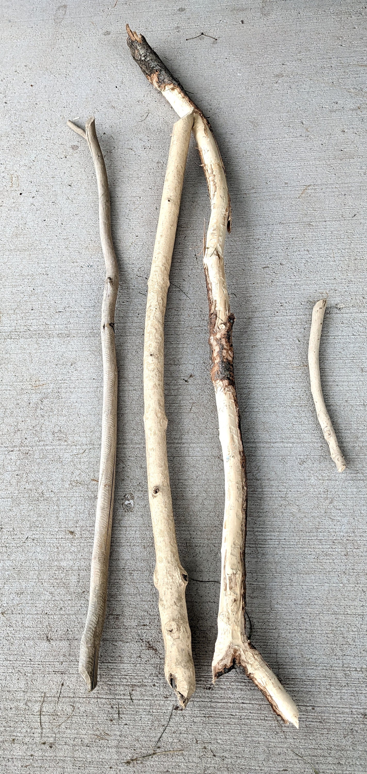 Beaver Sticks, Many Options. Beaver Chewed Craft Sticks. Double Ended ...