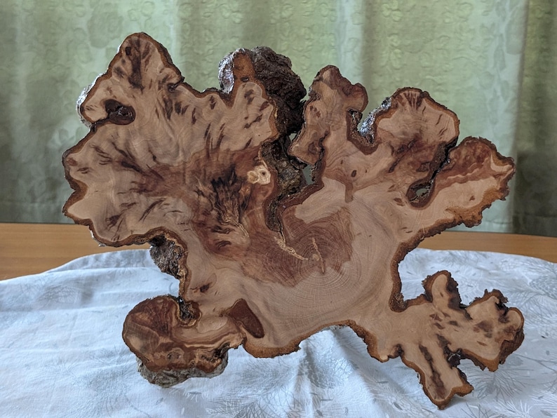 Beech Burl Display Piece: High Gloss Lacquer, Live Bark Edge - Etsy