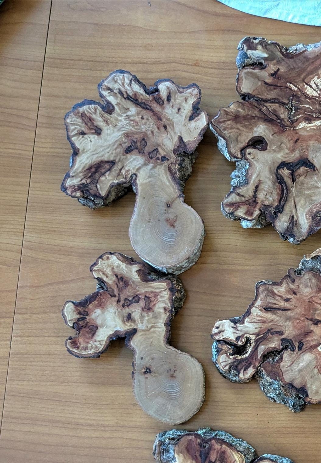 Beech Burl Display Piece: High Gloss Lacquer, Live Bark Edge - Etsy