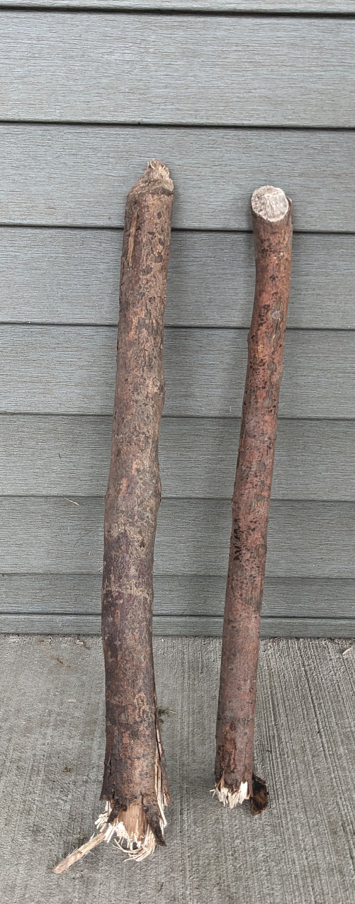 Beaver Sticks, Many Options. Beaver Chewed Craft Sticks. Double Ended ...