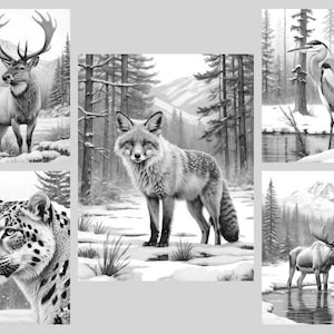30 Wildlife Coloring Pages, Winter Wildlife Coloring Book, Forest ...