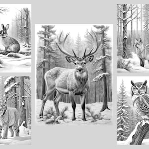 30 Wildlife Coloring Pages, Winter Wildlife Coloring Book, Forest ...