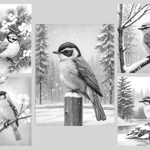 30 Bird Coloring Pages, Winter Birds Adult Coloring Book, Cute Birds in ...