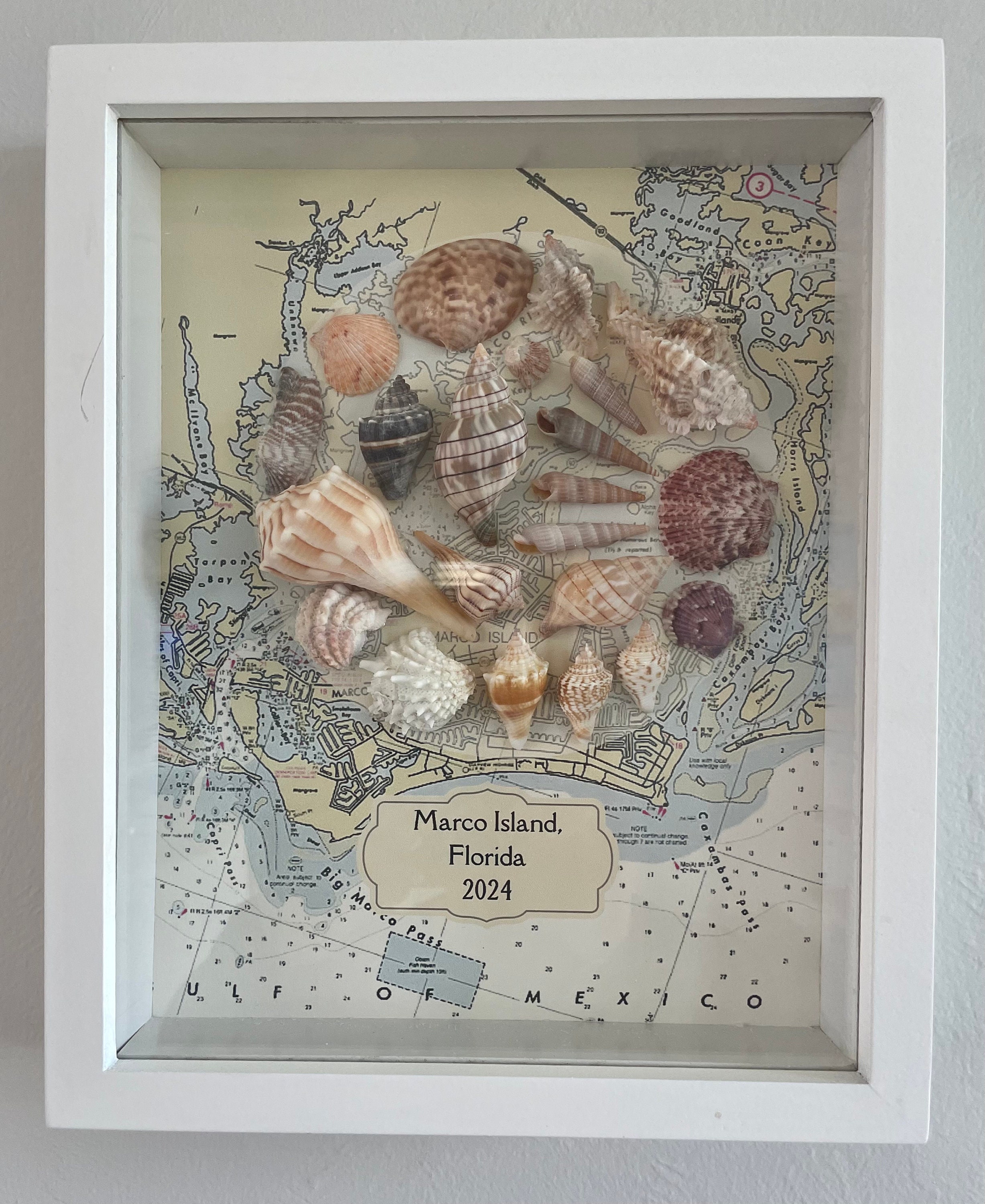 Marco Island Sea Shell Shadow Box - Etsy