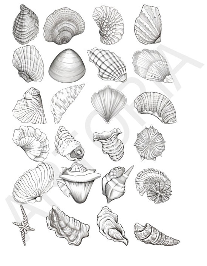 Fineline Seashells Clipart PNG Images Seashells Thin Line - Etsy