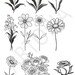 50 Thin Line Flower Bundle, Clipart Pack, Flowers, Thin Line Flowers ...