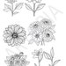 50 Thin Line Flower Bundle, Clipart Pack, Flowers, Thin Line Flowers ...