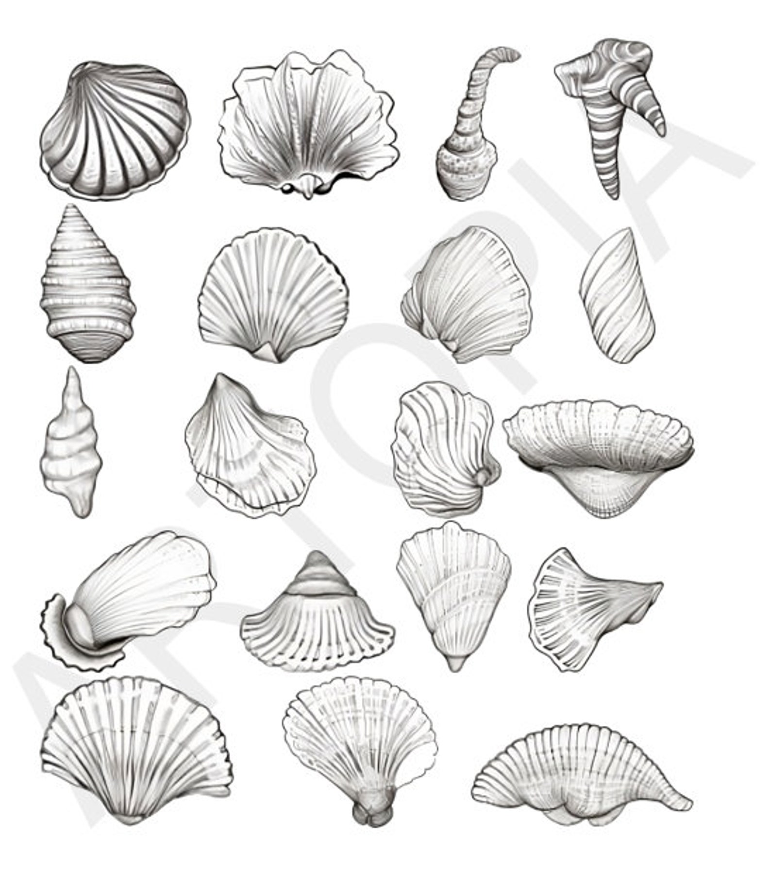 Fineline Seashells Clipart PNG Images Seashells Thin Line - Etsy