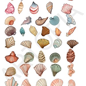 Cartoon Seashell Clipart, PNG, Cartoon Style, Seashells, Underwater ...