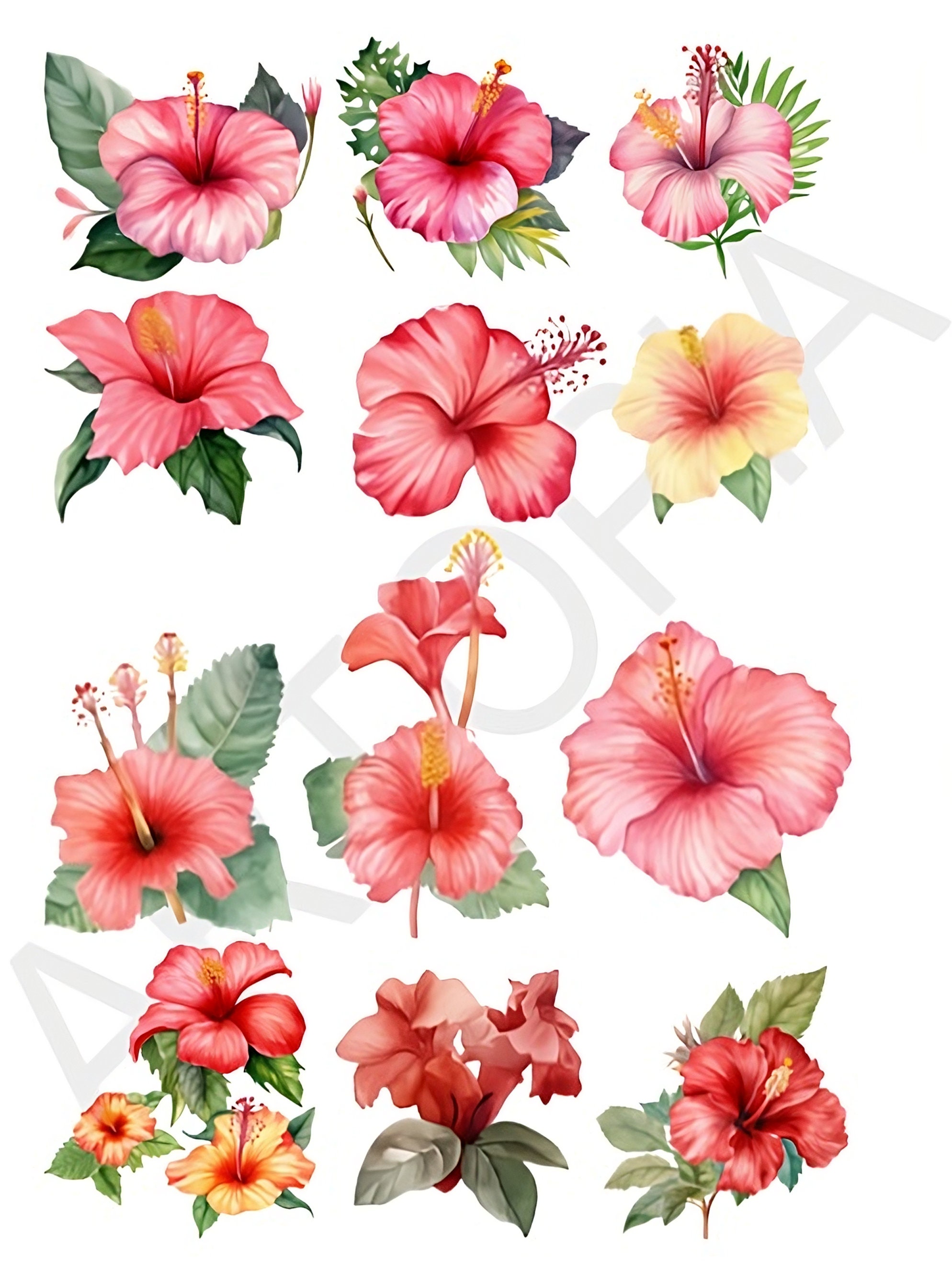 Watercolor Hibiscus, Clipart PNG, Colorful Hibiscus, Botanical ...
