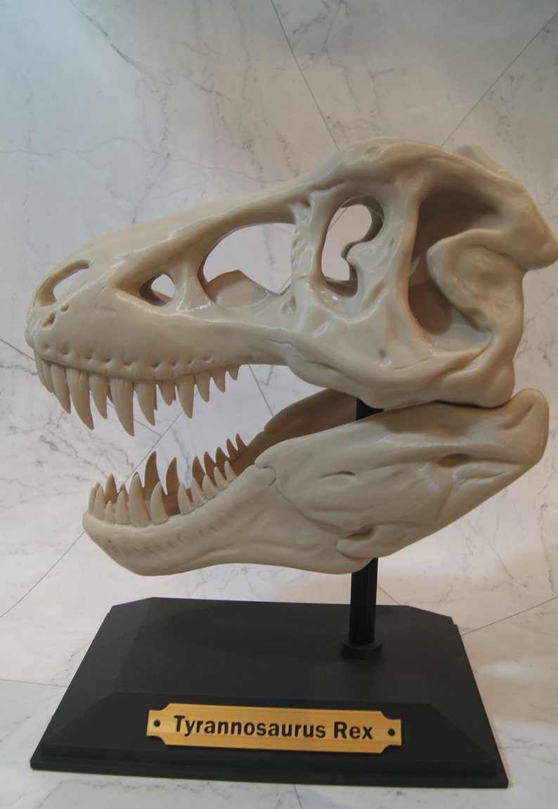 Realistic T-rex Skull Display Replica With Stand | Tyrannosaurus Rex - Etsy