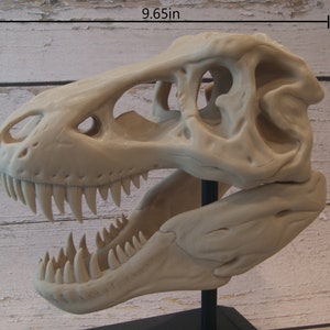 Realistic T-rex Skull Display Replica With Stand | Tyrannosaurus Rex - Etsy