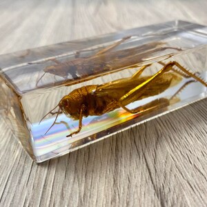 Large Locust Insect Taxidermy / Insects in Clear Acrylic Block Resin ...
