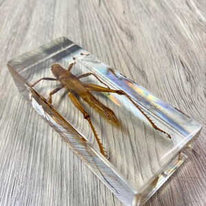 Large Locust Insect Taxidermy / Insects in Clear Acrylic Block Resin ...