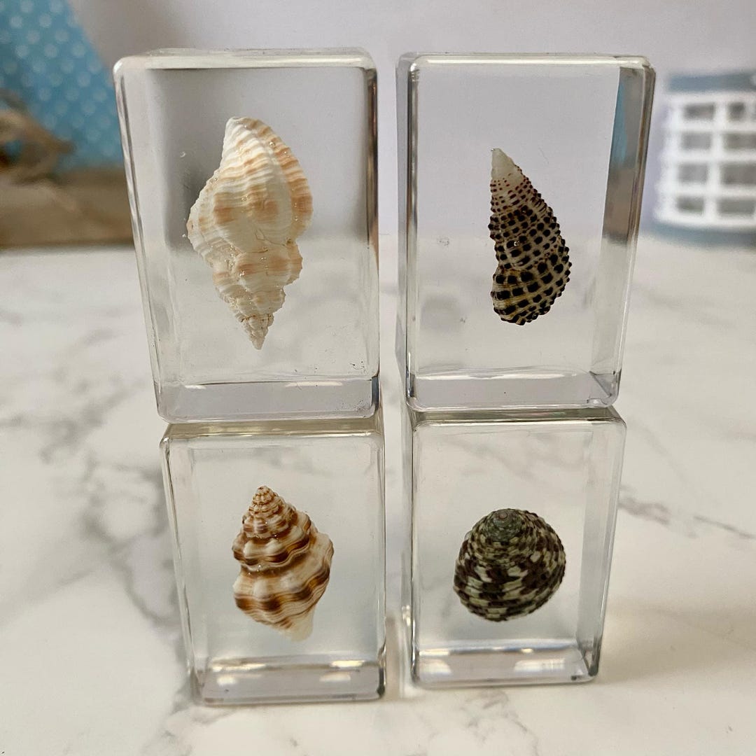 Small Sea Snail Shells in Clear Acrylic Block Resin Paperweight Seaside ...