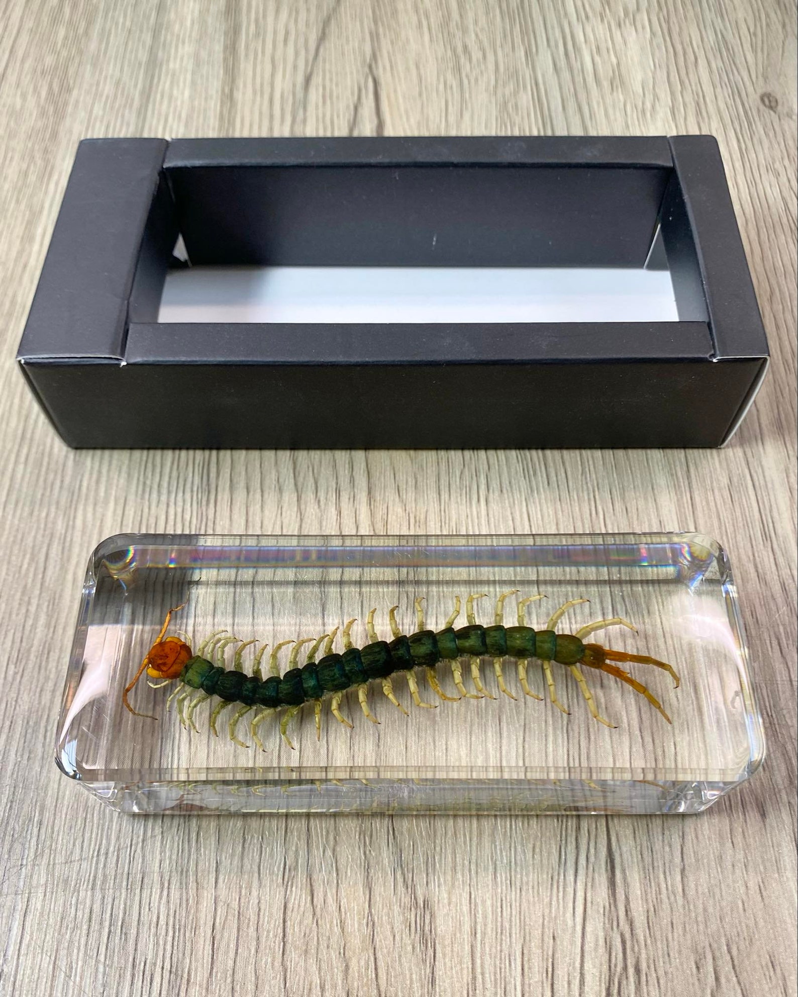 Large Centipede Insect Taxidermy / Insects in Clear Acrylic Block Resin ...