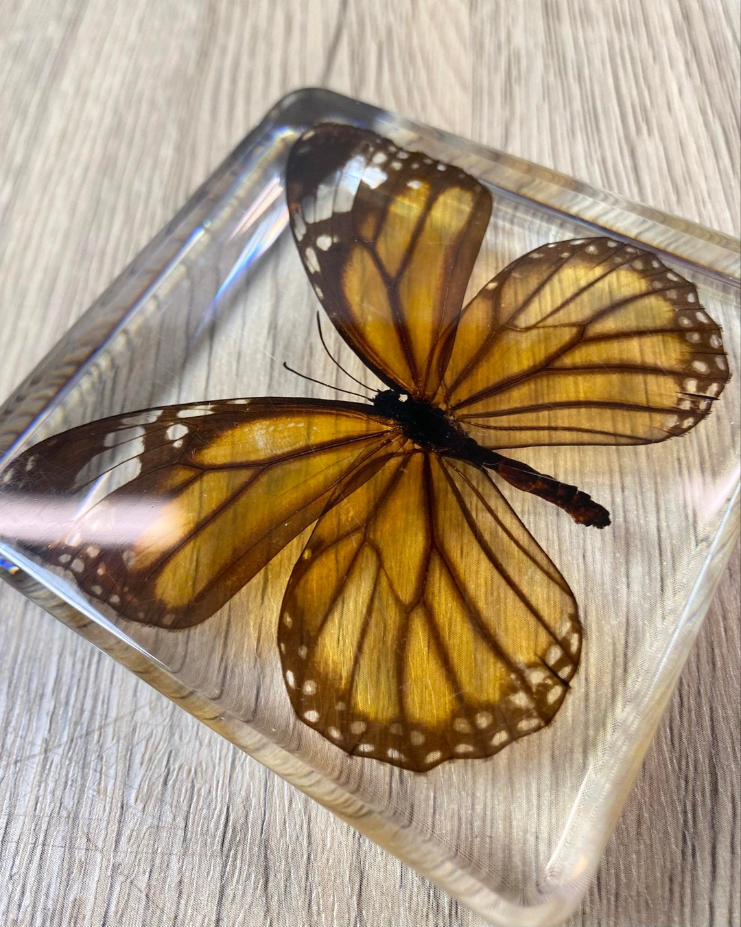 Monarch Butterfly Insect Taxidermy / Insects in Clear Acrylic Block ...