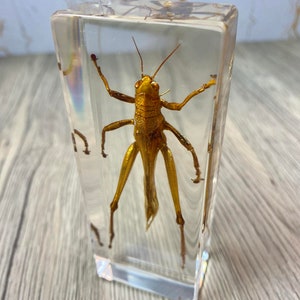 Large Locust Insect Taxidermy / Insects in Clear Acrylic Block Resin ...