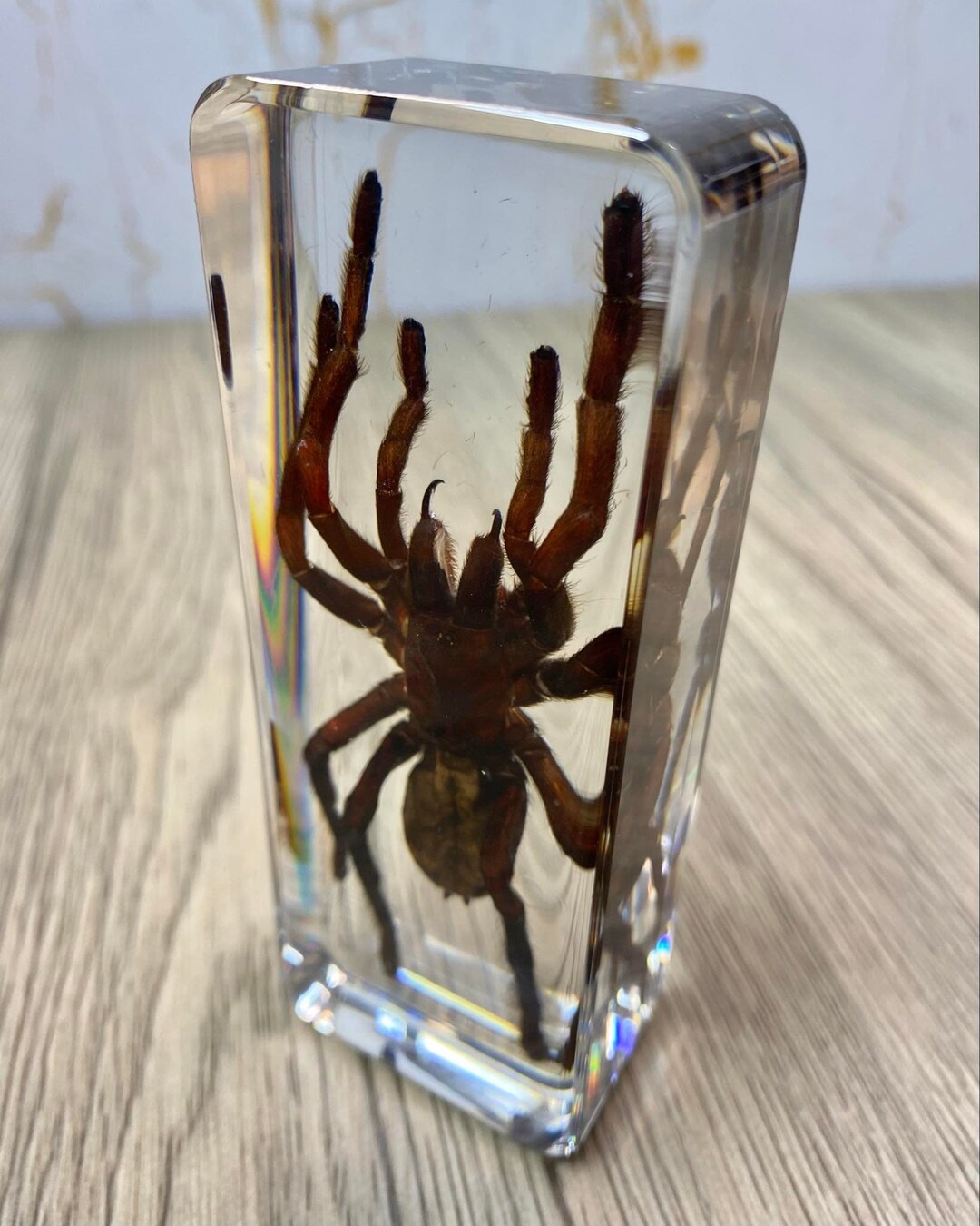 Large Tarantula Insect Taxidermy / Insects in Clear Acrylic Block Resin ...