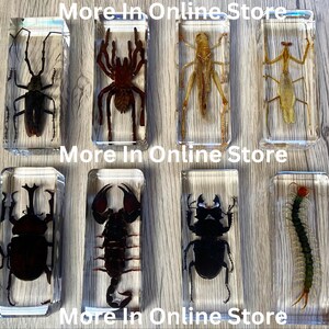 Large Centipede Insect Taxidermy / Insects in Clear Acrylic Block Resin ...