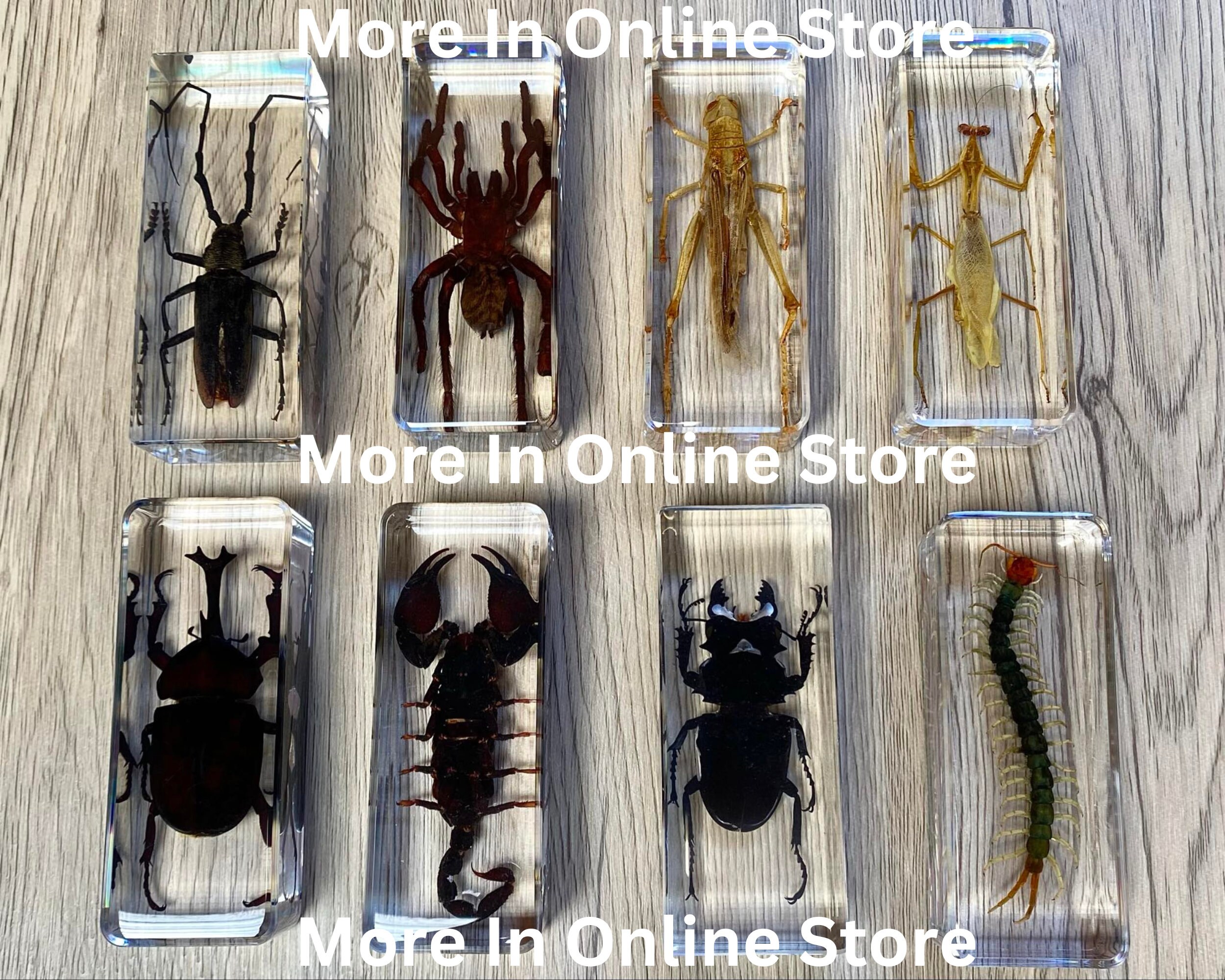 Large Grasshopper Insect Taxidermy / Insects in Clear Acrylic Block ...